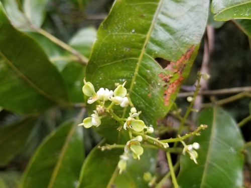 Guioa ovalis · iNaturalist