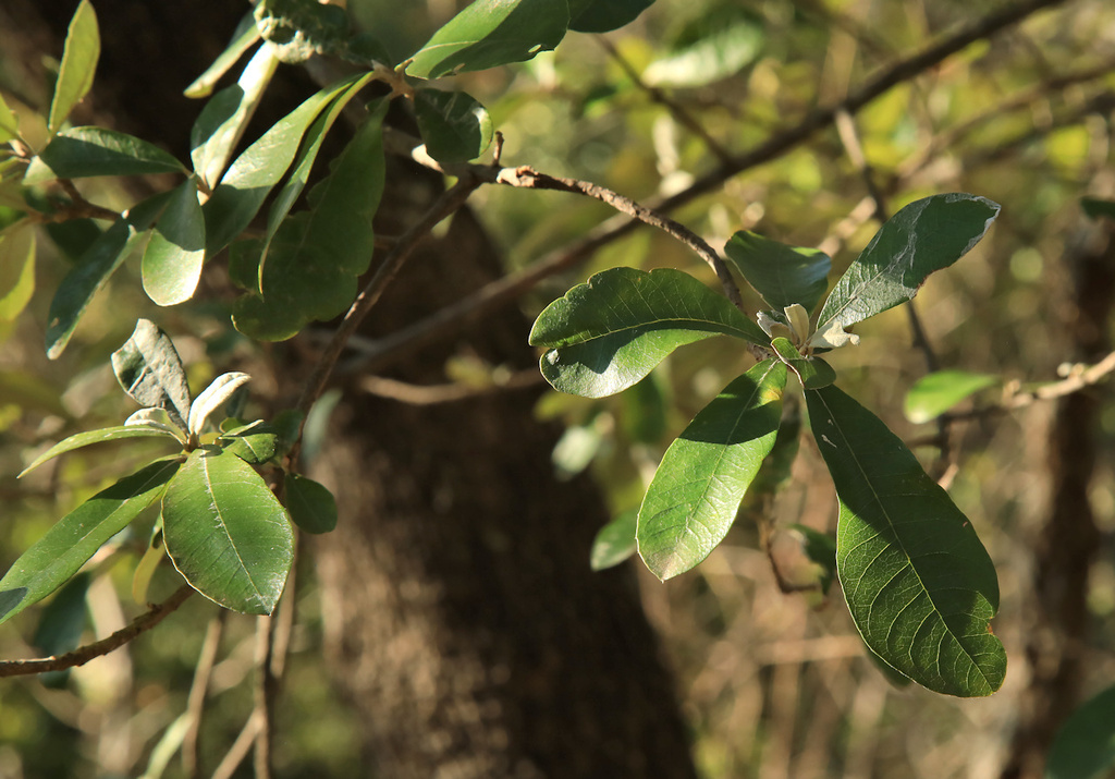 Lowveld Brachylaena from Cape Vulture Lodge, Manoutsa, Limpopo on June ...
