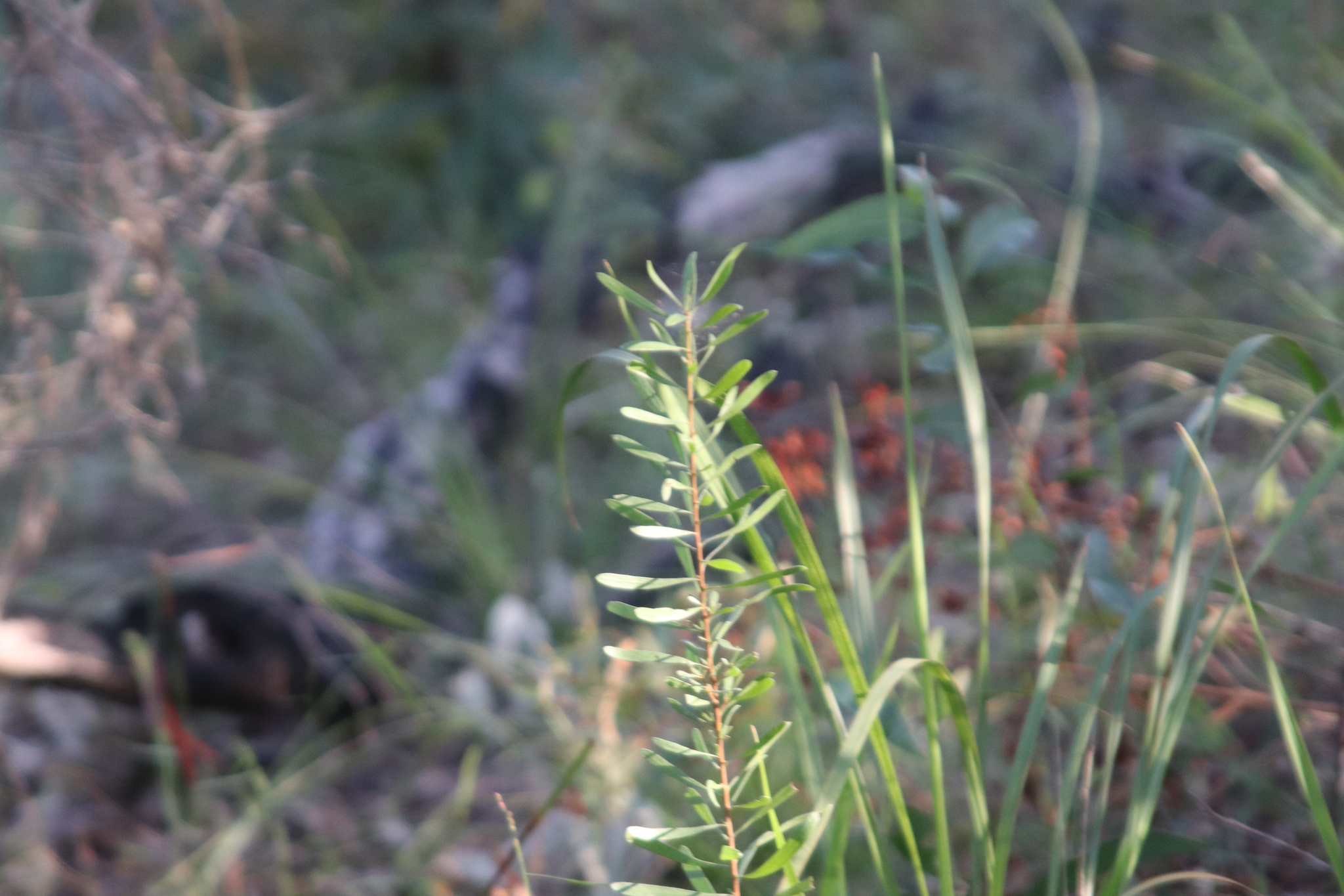 Persoonia sericea A.Cunn. ex R.Br.