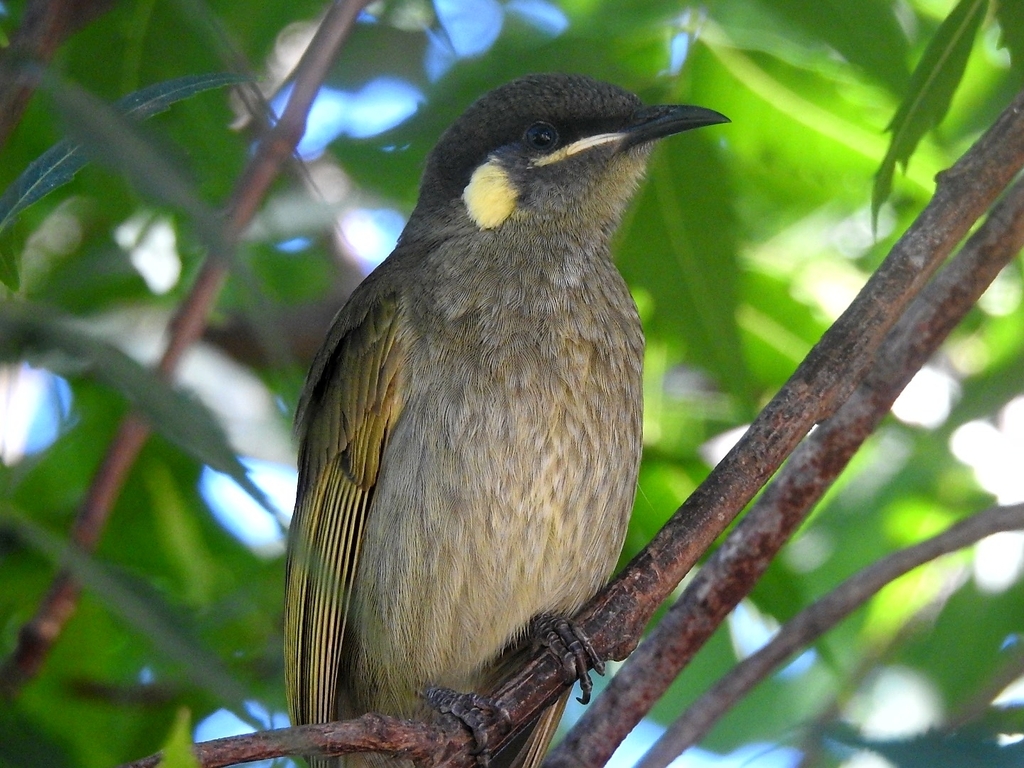 Meliphagas from Ravenswood QLD 4816, Australia on June 22, 2022 at 12: ...