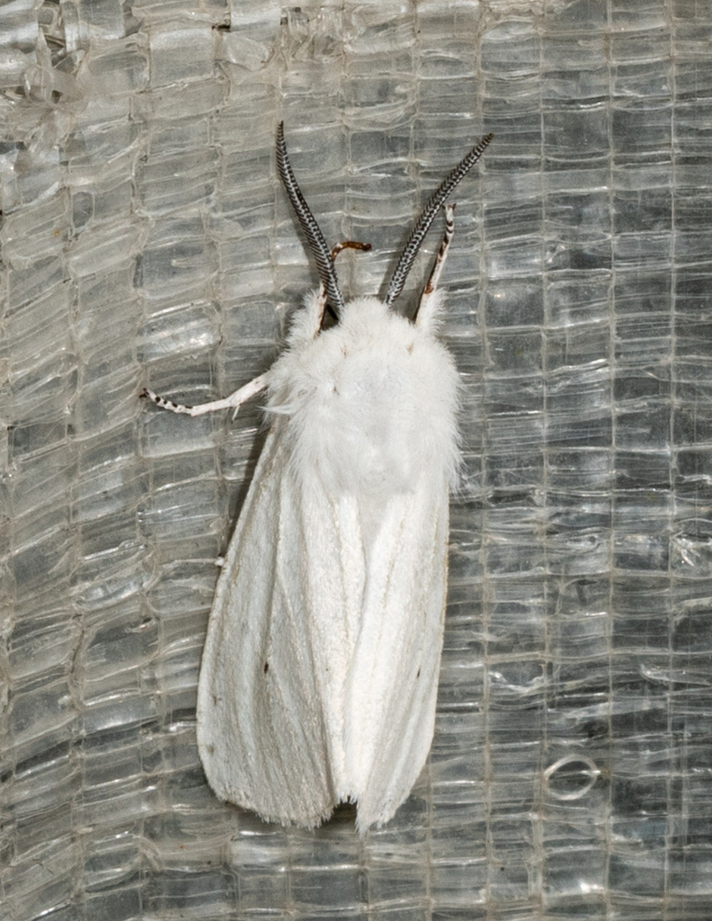 Virginian Tiger Moth from Val-d'Or, QC, Canada on June 23, 2022 at 04: ...