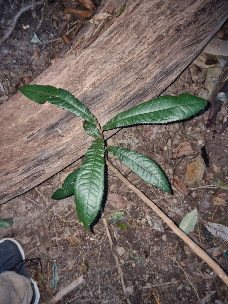 rusty helicia from Terranora NSW 2486, Australia on June 23, 2022 at 04 ...