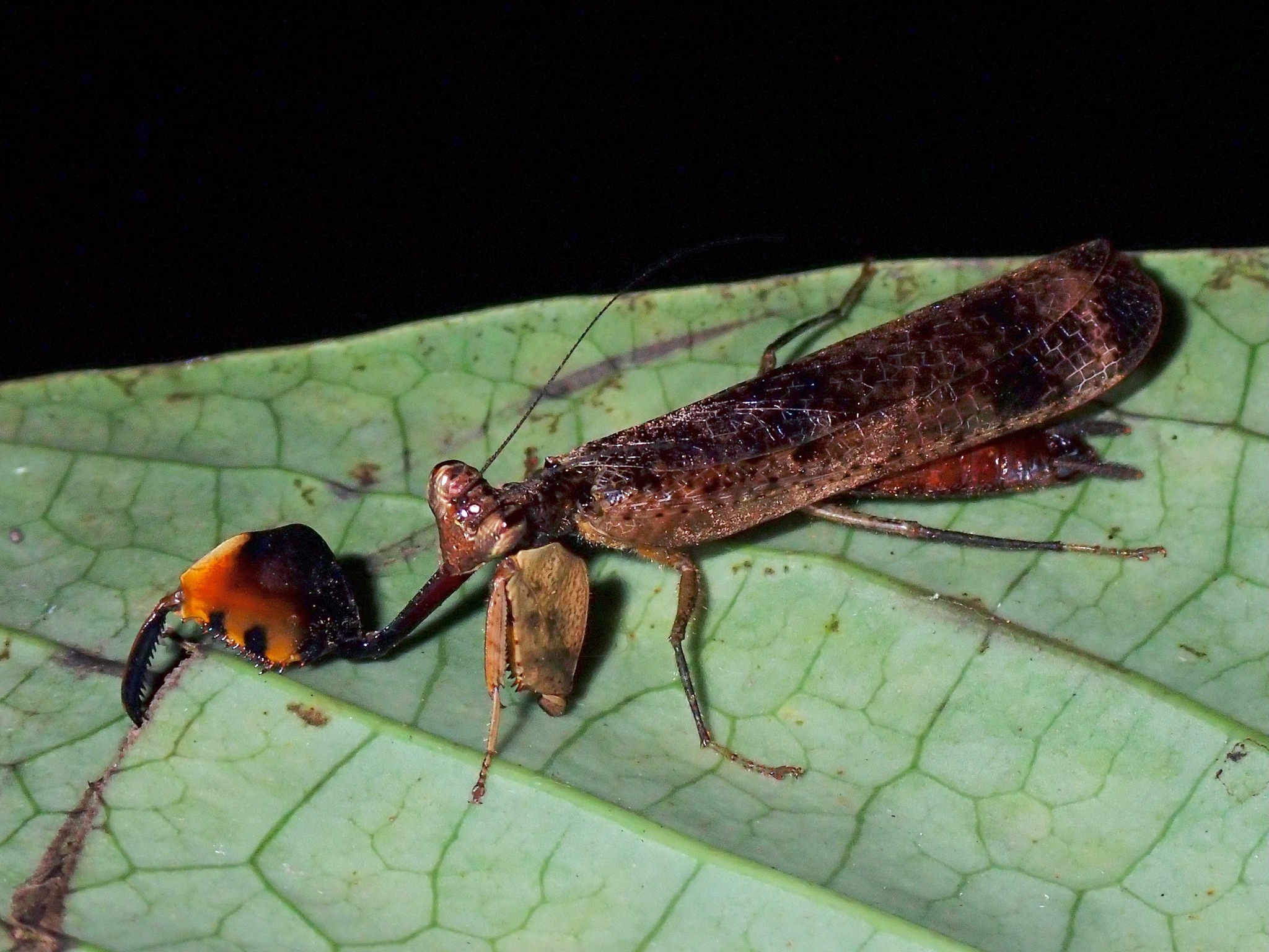 Astyliasula phyllopus Haan, 1842