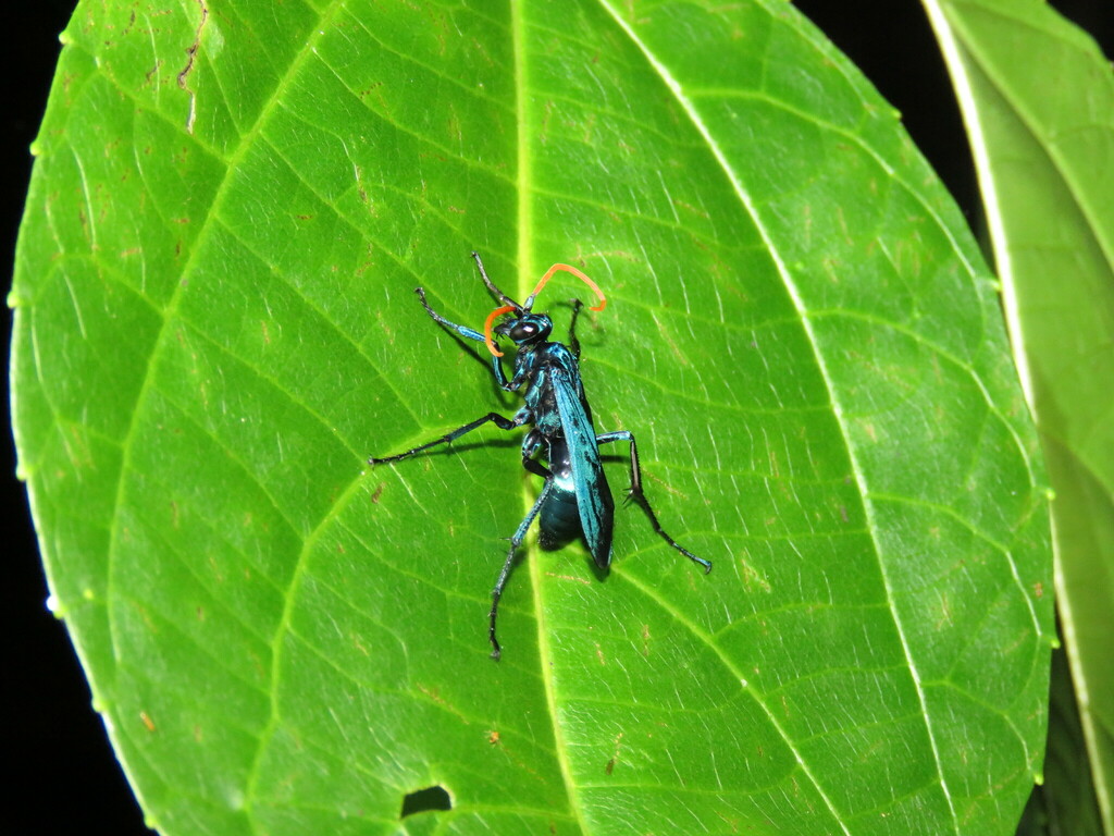 Orange-horned Tarantula Hawk from Jiménez, Río Grande 00745, Puerto ...