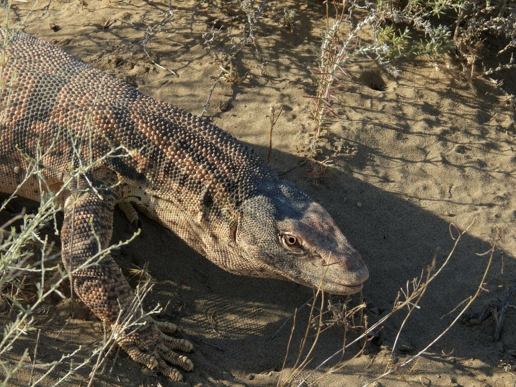 Caspian Monitor from Жанакорганский район, Казахстан on June 07, 2022 ...