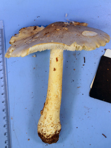 Brown Fence-Sitting Amanita (Amanita radiata) · iNaturalist