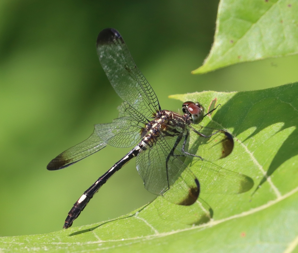 Swift Setwing from Englewood, OH, USA on June 22, 2022 at 11:41 AM by ...