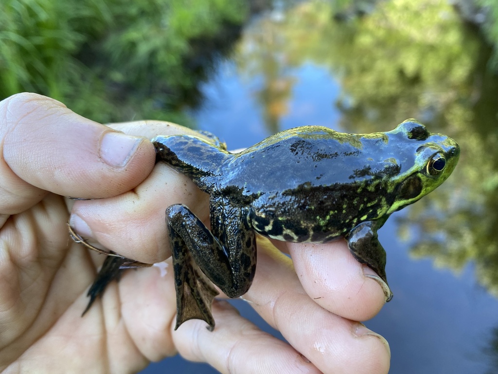 Mink Frog in June 2022 by Ryne Rutherford · iNaturalist