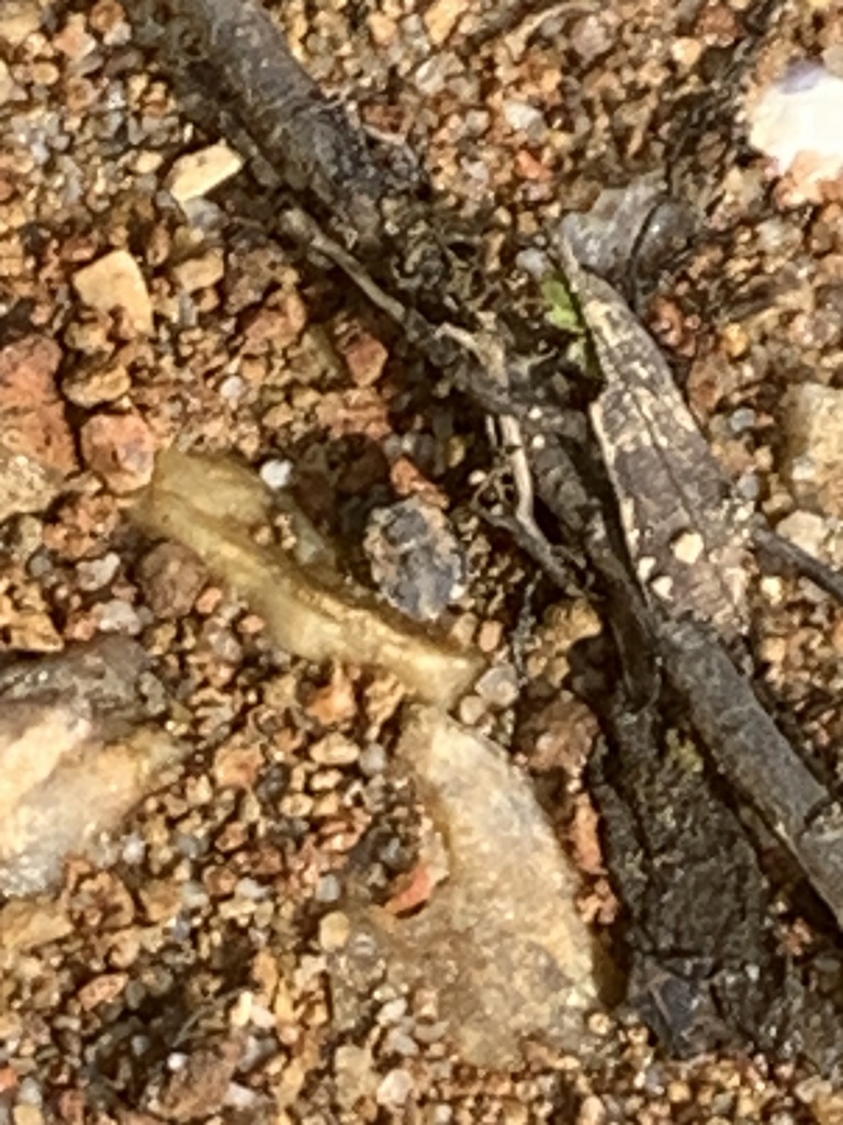 Big-eyed Toad Bug from Henderson, NC, US on June 22, 2022 at 05:18 PM ...