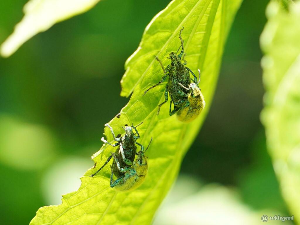 Gold Dust Weevil from 香港西貢 on June 23, 2022 at 12:56 PM by wklegend ...