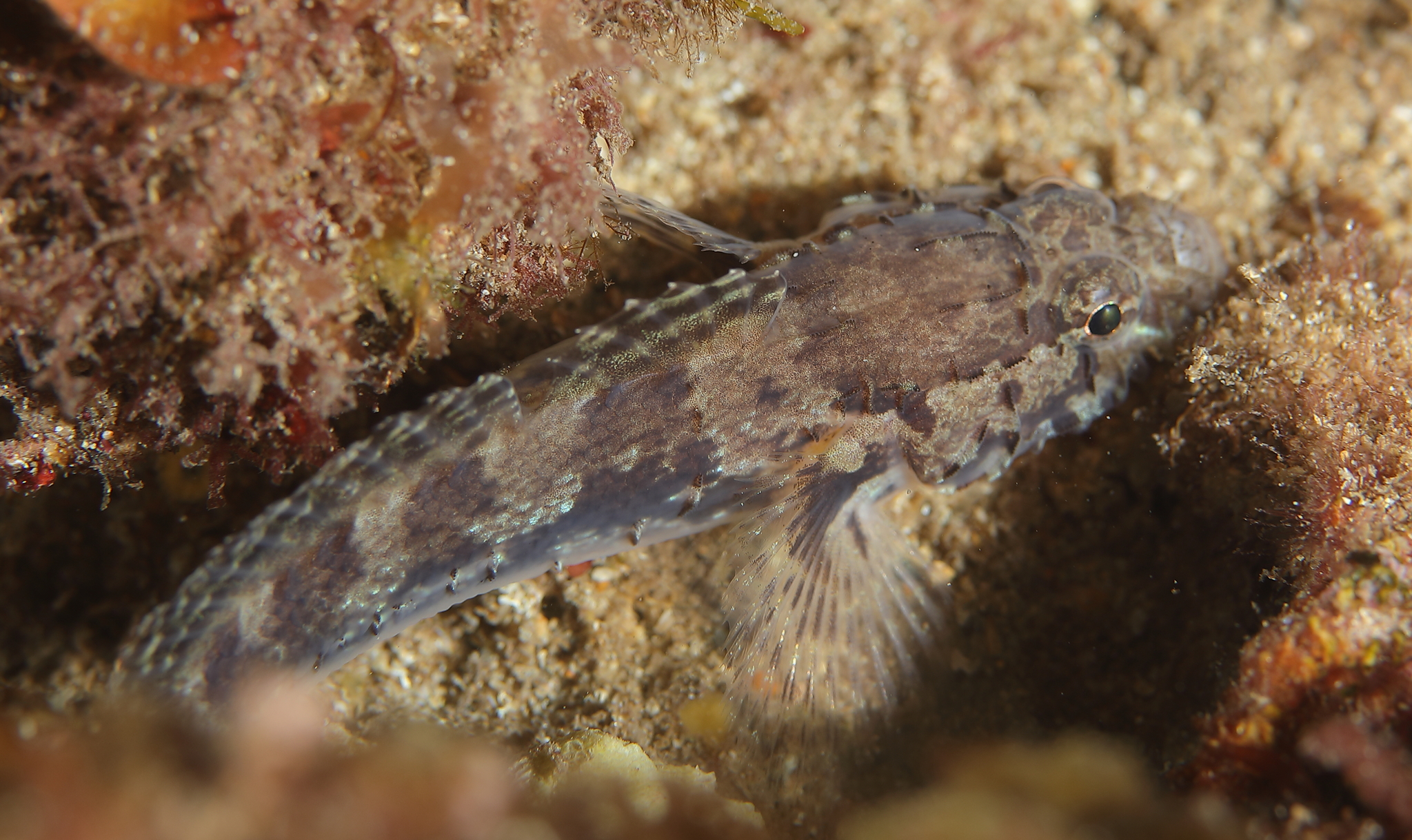 Callogobius mucosus (Günther, 1872)