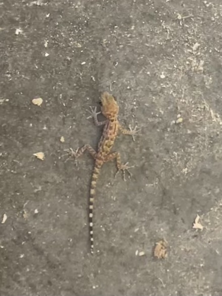 Keeled Rock Gecko from E Kerby Ave, Phoenix, AZ, US on June 23, 2022 at ...