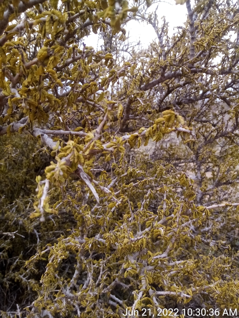 Chilean guayacan from Tiltil, Región Metropolitana, Chile on June 21 ...