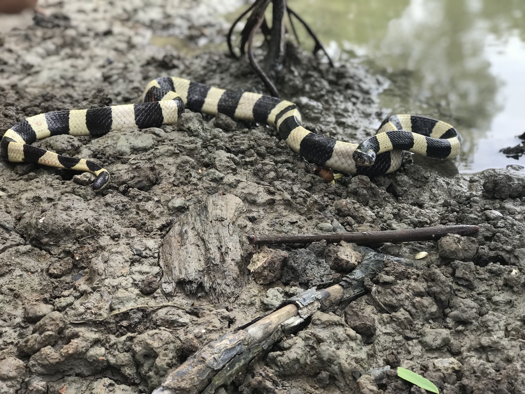 Banded Krait from Parit Jawa, Johor, MY on January 22, 2022 at 11:04 AM ...