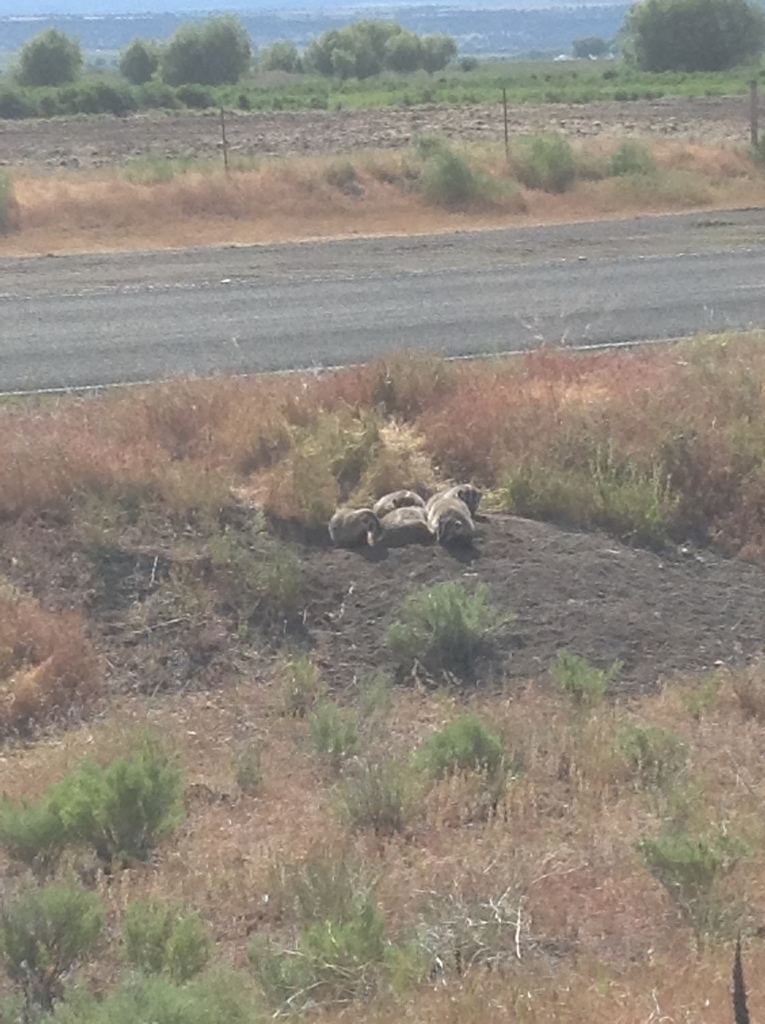 American Badger from County Road 115, Alturas, CA, US on May 29, 2017 ...