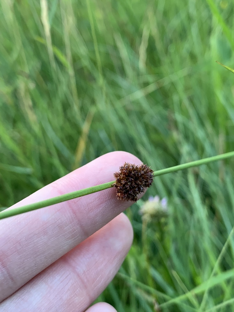 Compact Rush from Chiltern Hills, Henley-On-Thames, England, GB on June ...