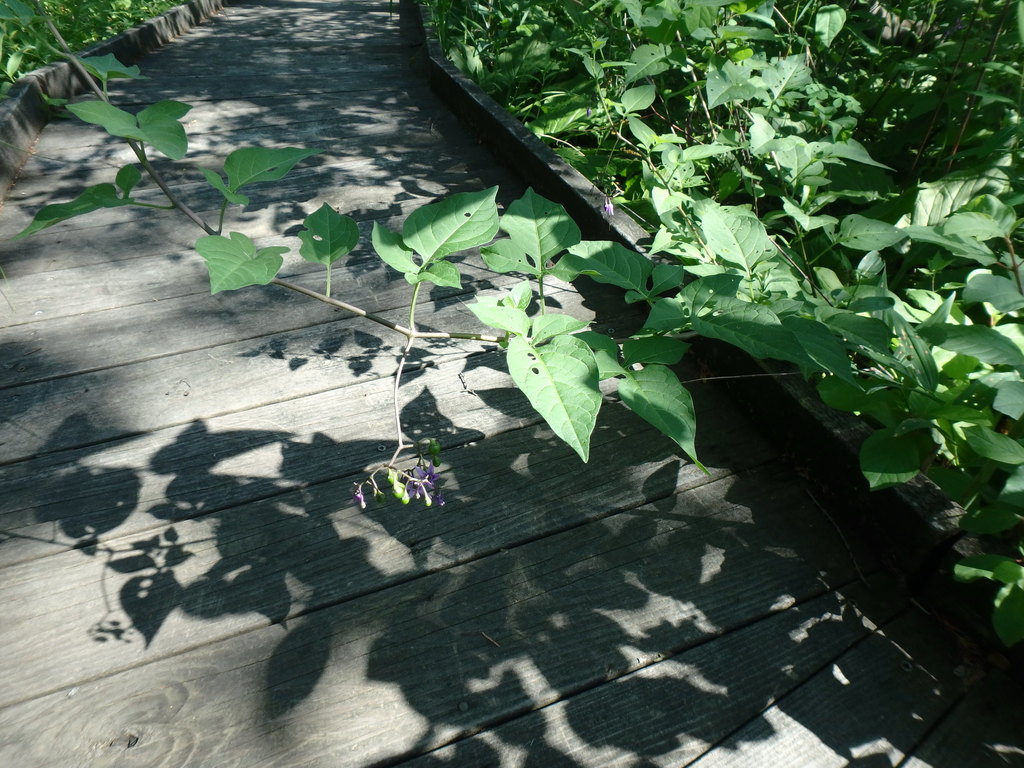 bittersweet nightshade from Portage County, Ohio on June 16, 2015 by ...