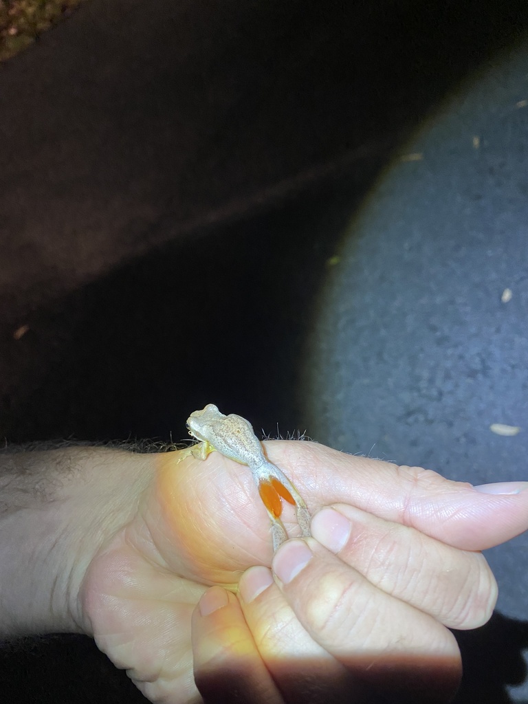 Whirring Tree Frog from Mungo Brush NSW 2423, Australia on January 26 ...