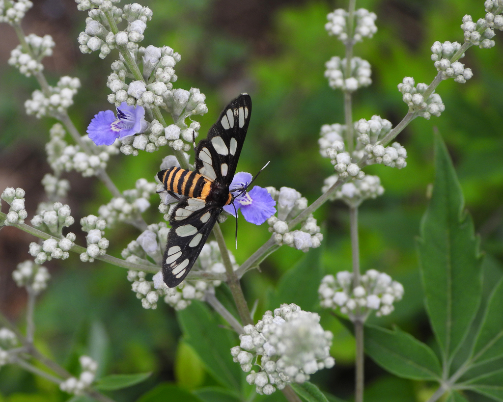 Amata emma from Licang District, Qingdao, Shandong, China on June 22 ...
