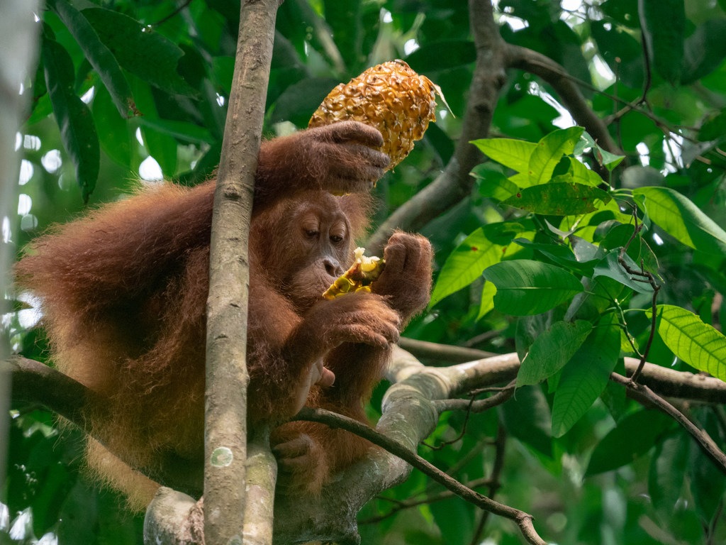 Sumatran Orangutan (Pongo abelii) - Know Your Mammals