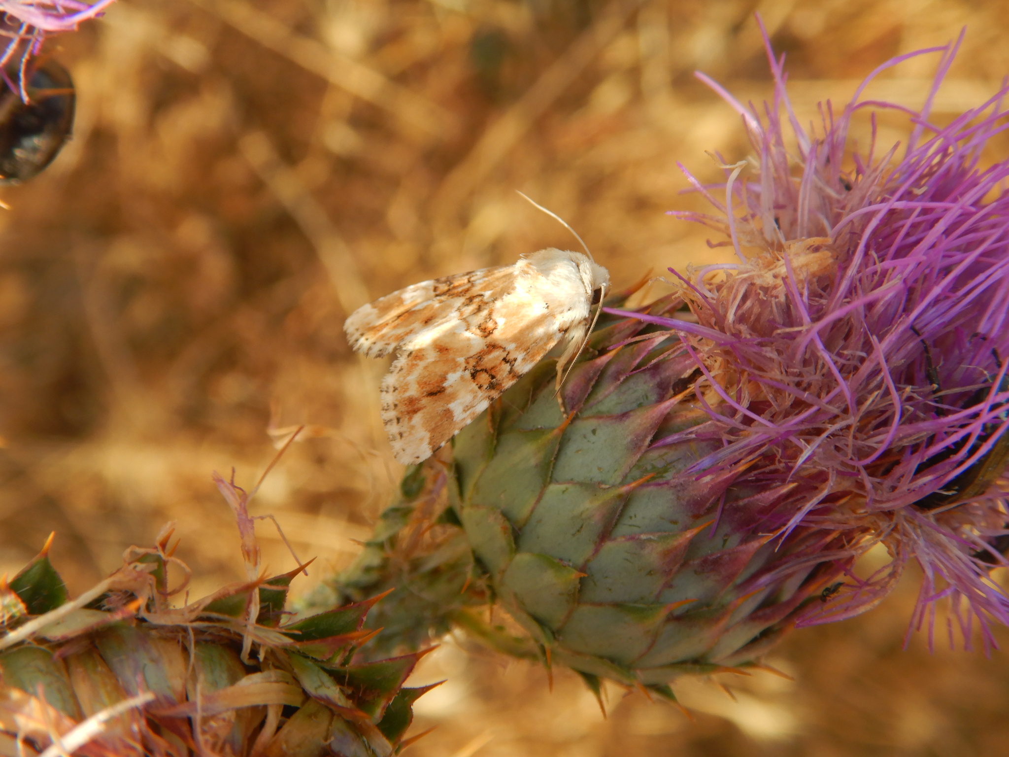 Eremobia ochroleuca (Denis & Schiffermüller), 1775
