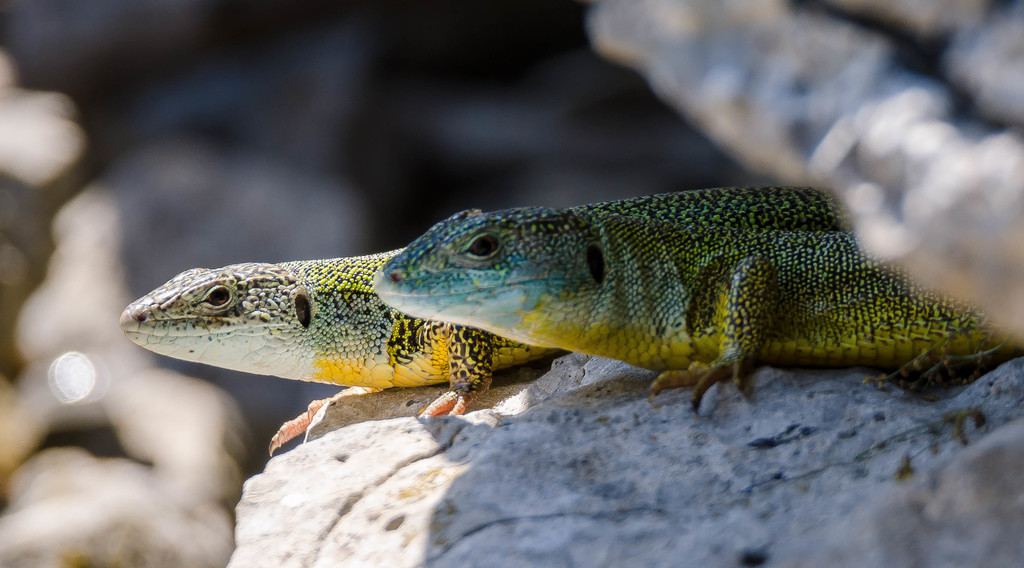 Rhodian Green Lizard from Sivridag, Çağlarca Mahallesi, 07070 Konyaaltı ...
