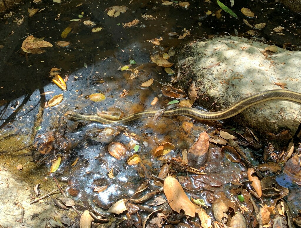 Coast Patchnose Snake in June 2022 by Sam O'Dell · iNaturalist