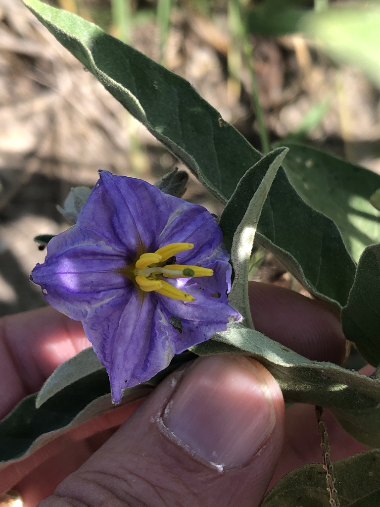 silverleaf nightshade from SH-186, Raymondville, TX, US on June 23 ...