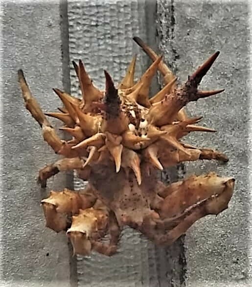 Hedgehog Spiders from Windhoek, Namibia on June 23, 2022 at 10:55 AM by ...