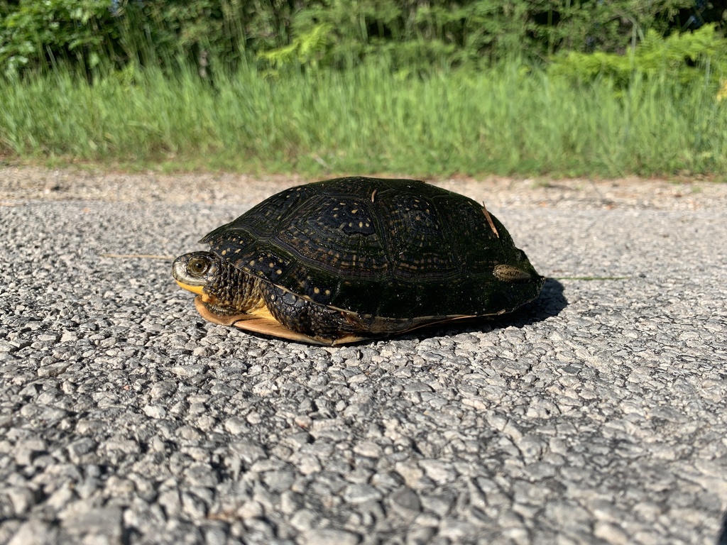 Blanding's Turtle in June 2022 by Andrew Brinker · iNaturalist