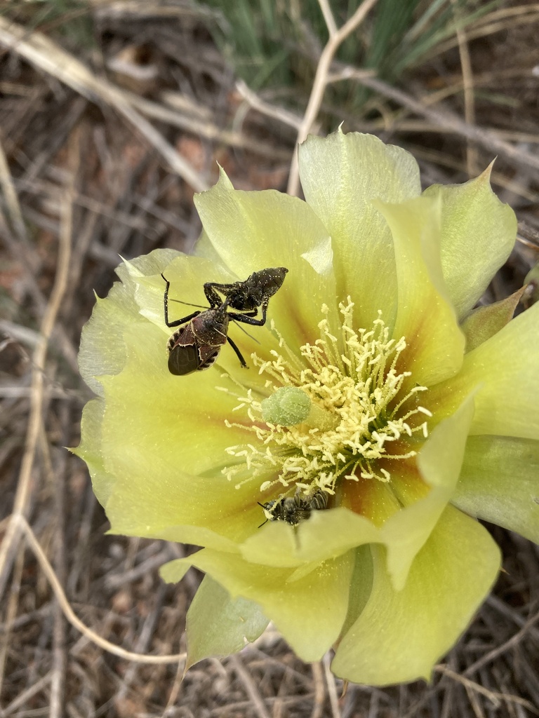 Plains Bee Assassin from El Paso County, US-CO, US on June 22, 2022 at ...