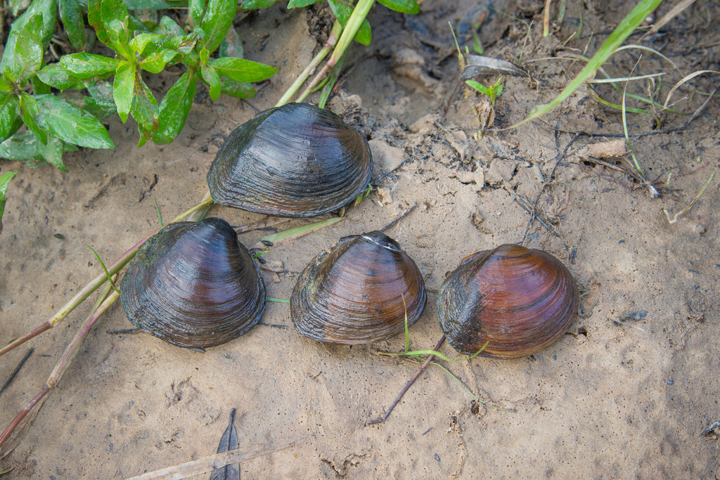Texas Pigtoe from Village Creek, Hardin County, Texas, US on June 28 ...