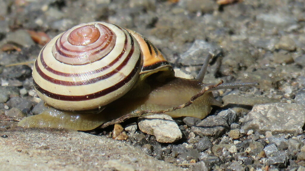 Brown-lipped Snail from Mud Lake, Ottawa, ON K2B, Canada on June 22 ...