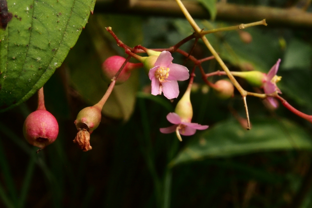 Dinophora spenneroides from Parc de la Lékédi - Station C ; Gabon on ...