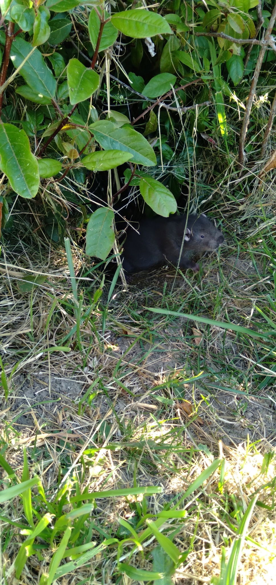 Aplodontia rufa (Rafinesque, 1817)