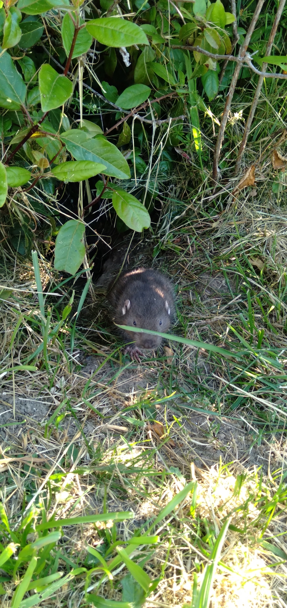 Aplodontia rufa (Rafinesque, 1817)