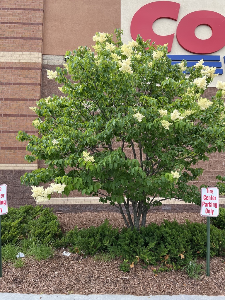 Japanese Tree Lilac from Anoka County, US-MN, US on June 23, 2022 at 10 ...