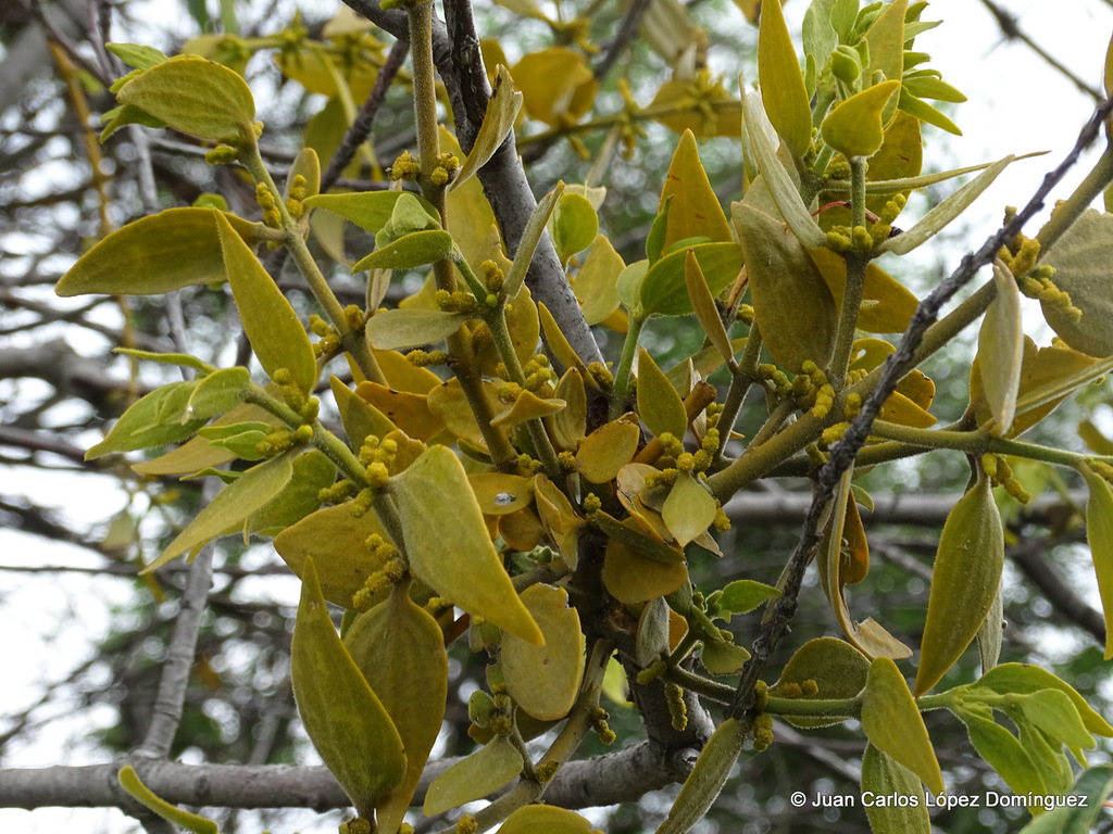 Phoradendron Velutinum Botanical Realm
