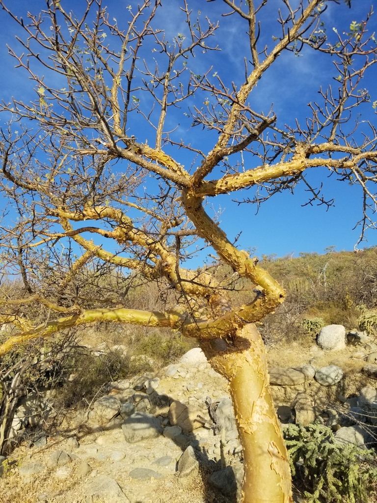 elephant tree from La Paz, BCS, Mexico on March 25, 2022 at 07:24 AM by ...