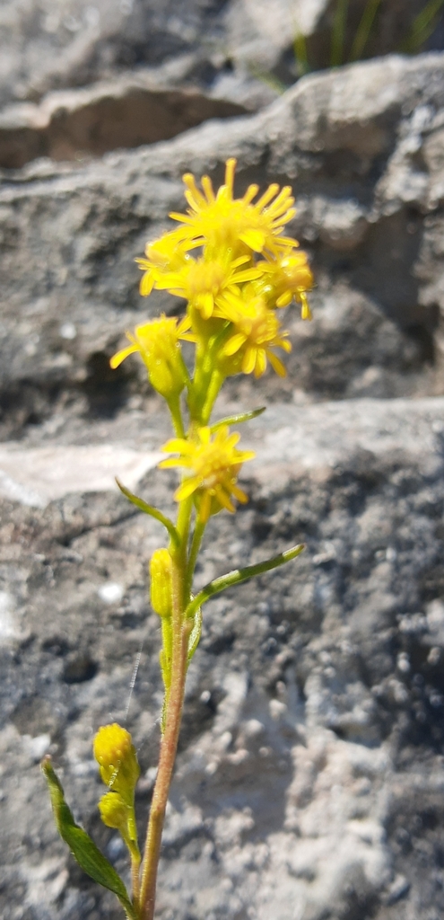 Solidago subsect. Humiles from Bruce Peninsula, CA-ON-WB, CA-ON, CA on ...