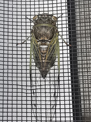 Subspecies Diceroprocta alacris alacris · iNaturalist