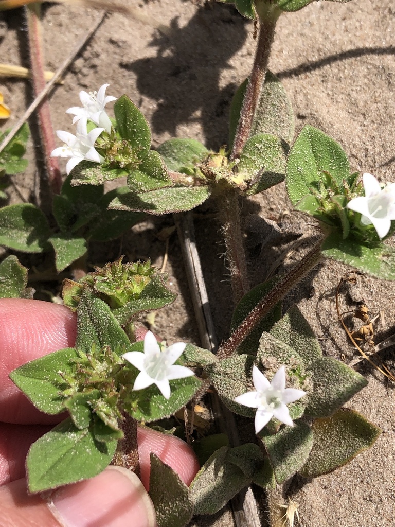 Tropical Mexican Clover from US-77 N, Sarita, TX, US on June 23, 2022 ...