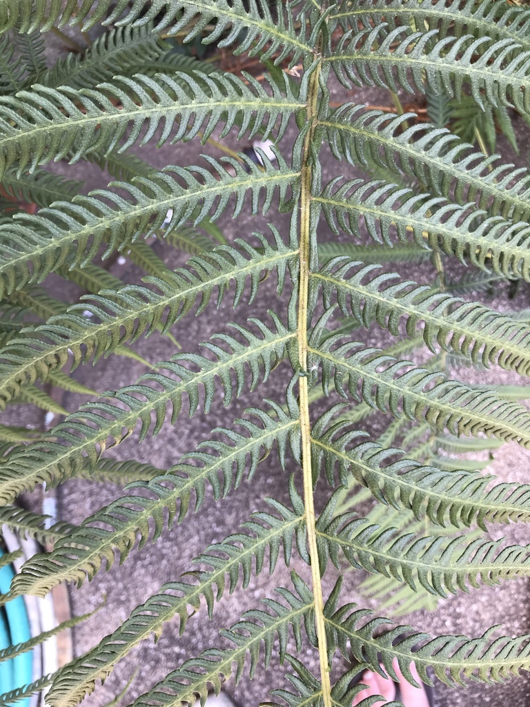 Pelazoneuron from 1207 Ridgewood Ter, Arlington, TX, US on July 5, 2018 ...