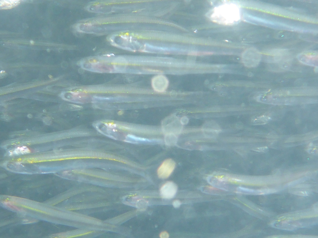 Anchovies (Engraulidae) - Marine Life Identification