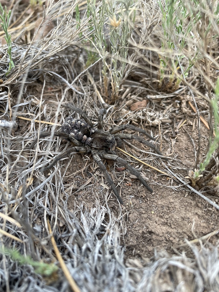 Wolf Spiders from Coconino National Forest, Flagstaff, AZ, US on June ...