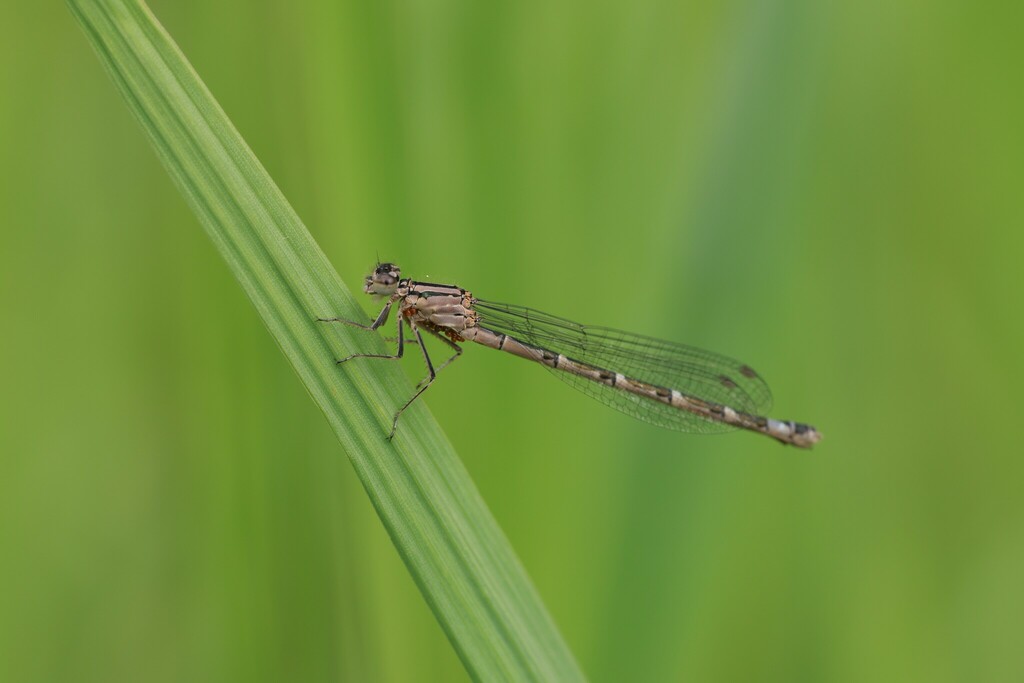 Bluets from Kin Kanyon Red Deer Alberta Canada on June 19, 2022 at 04: ...