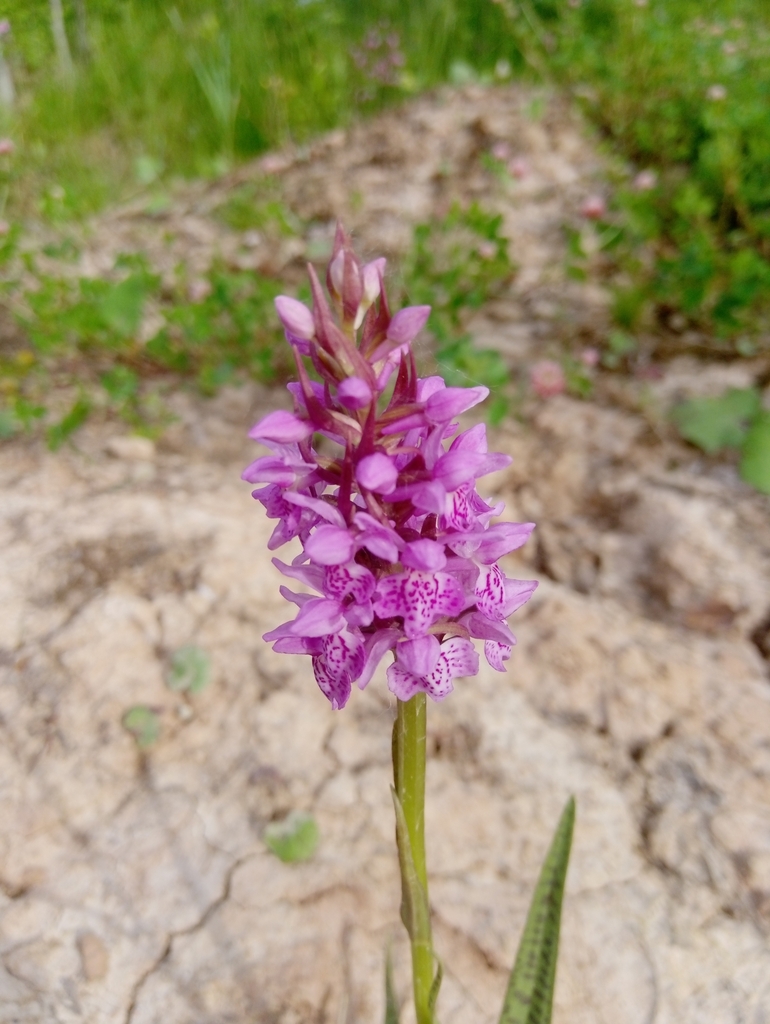 Baltic Marsh-orchid from Новгородская обл., Россия, 173007 on June 23 ...