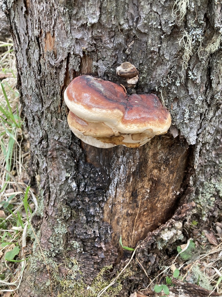 Red-banded polypores from Foothills County, AB T0L, Canada on May 29 ...