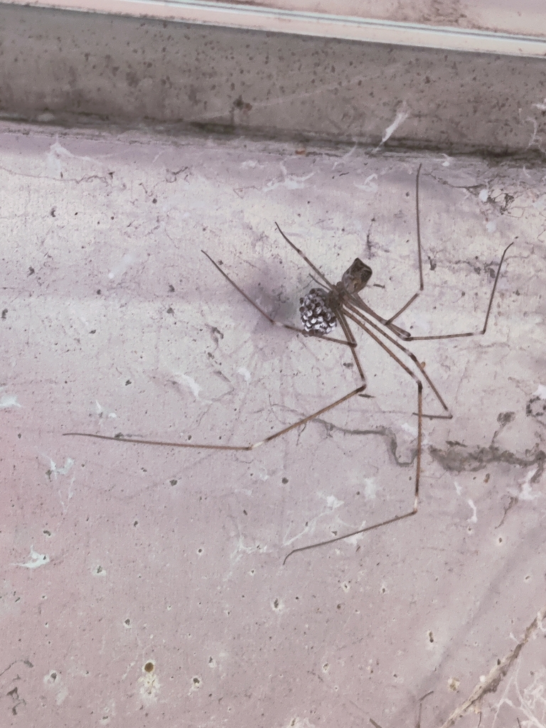 Cellar Spiders from Grapevine, TX 76051, USA on June 23, 2022 at 08:55 ...