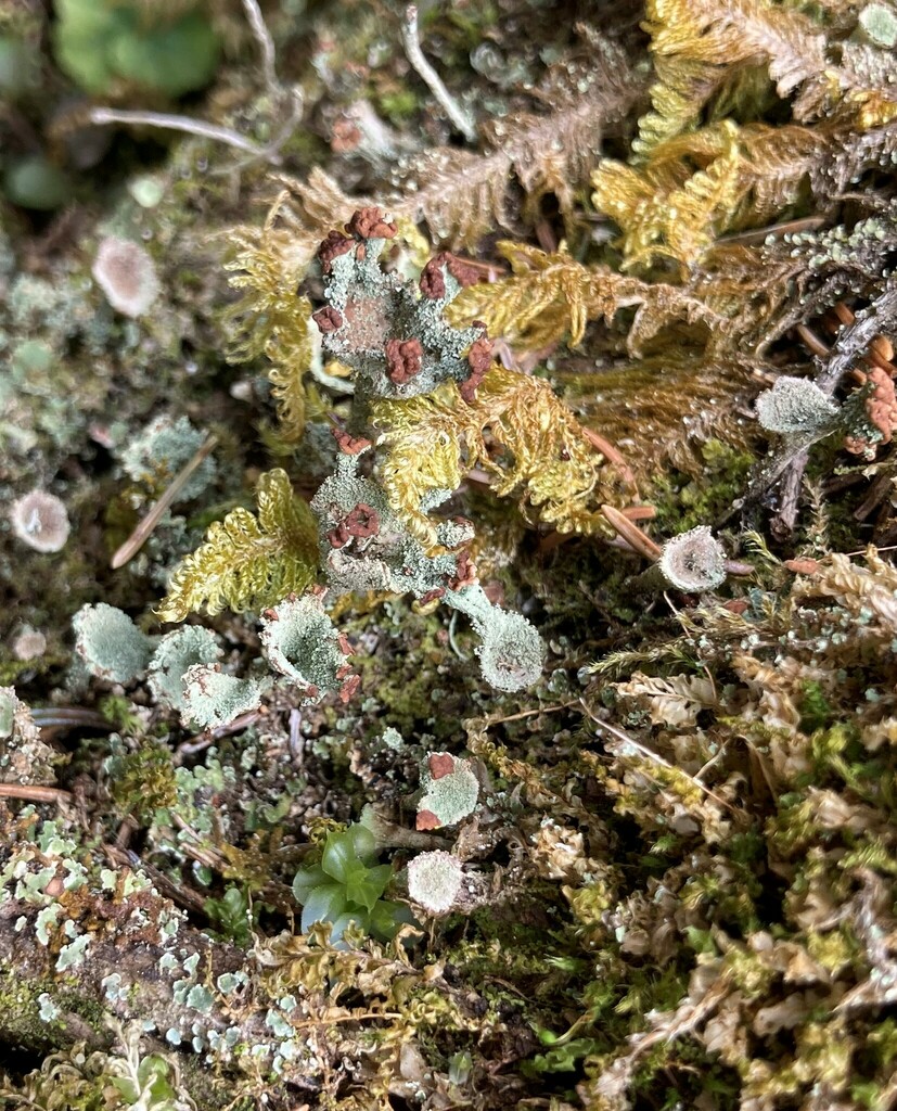Pixie Cup Lichens from Foothills County, AB T0L, Canada on May 29, 2022 ...
